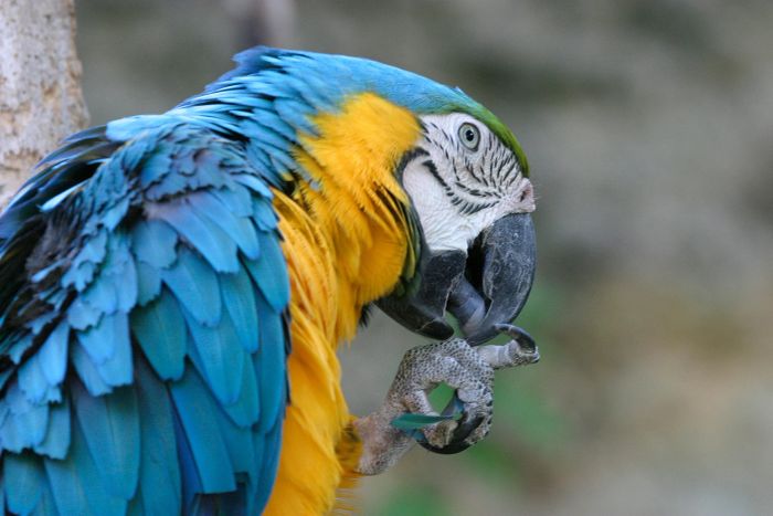 Bird Shipping - Airborne Animals