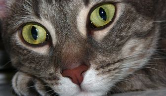 Catffeinated - Cat Cafe, Coffee Tea Cats