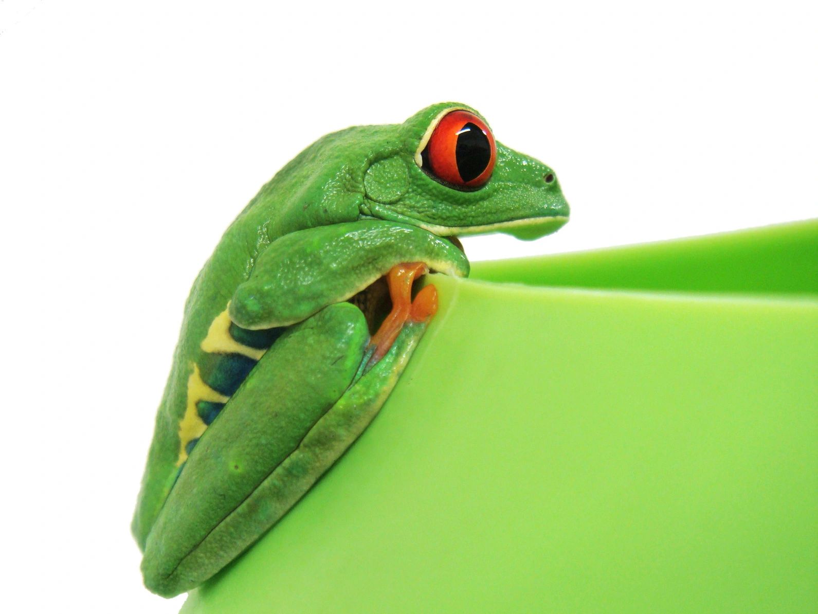 Red Runner Roach 7746