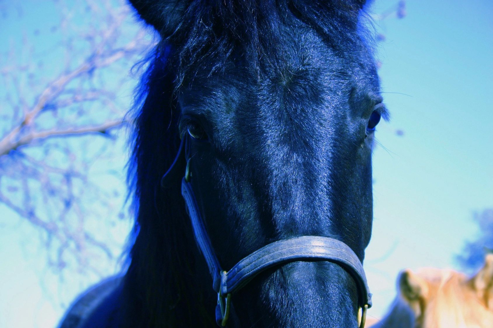 Black and Gold Ranch