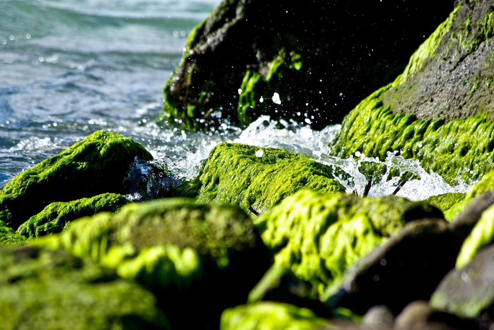 Clean Bay Collective