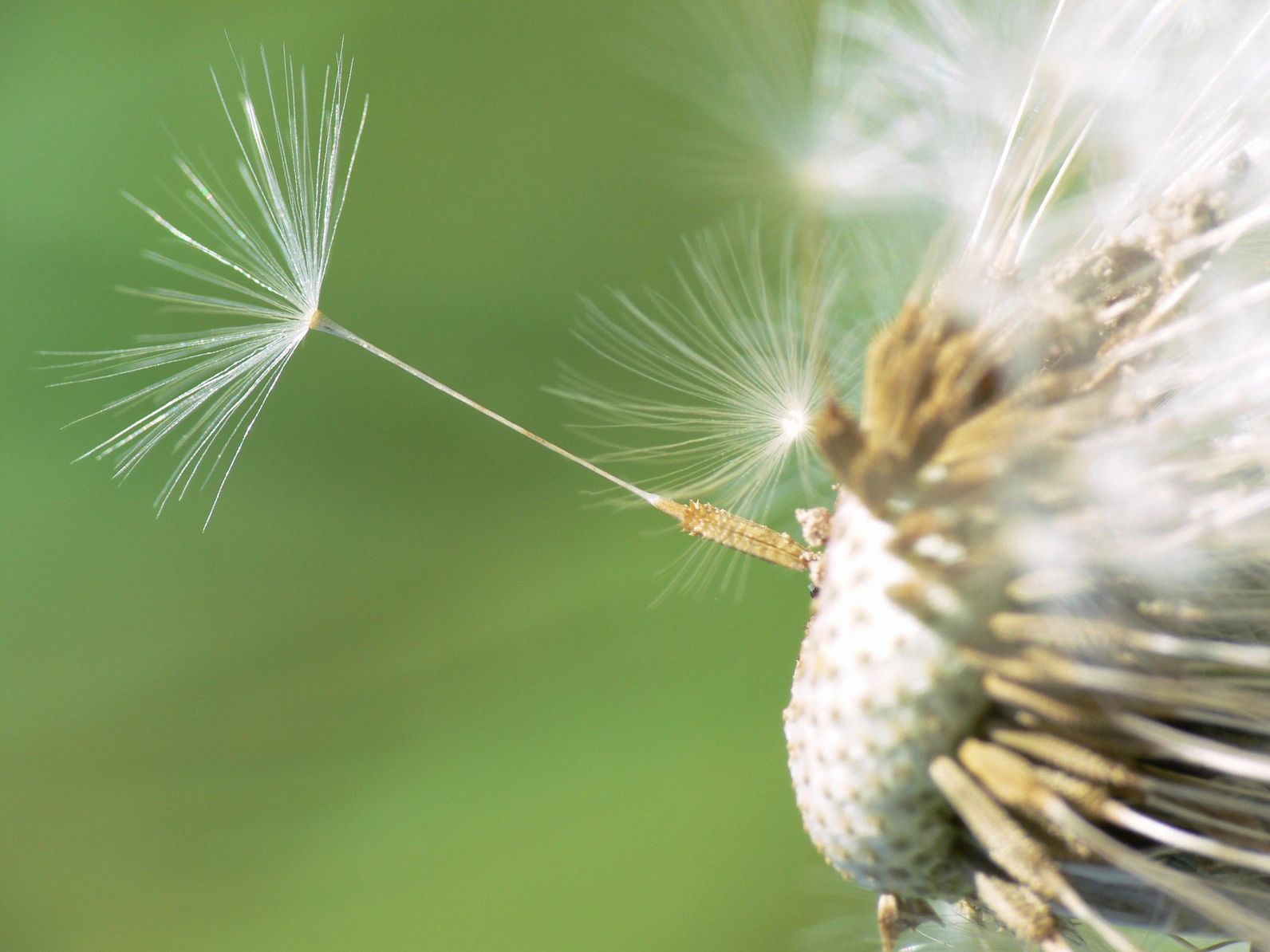 Dandelion Learning Collaborative - Homeschool, Montessori