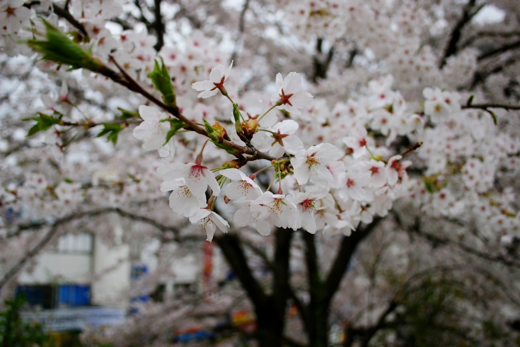 Cherry Blossom Trees: Flowering Cherry Prunus Trees