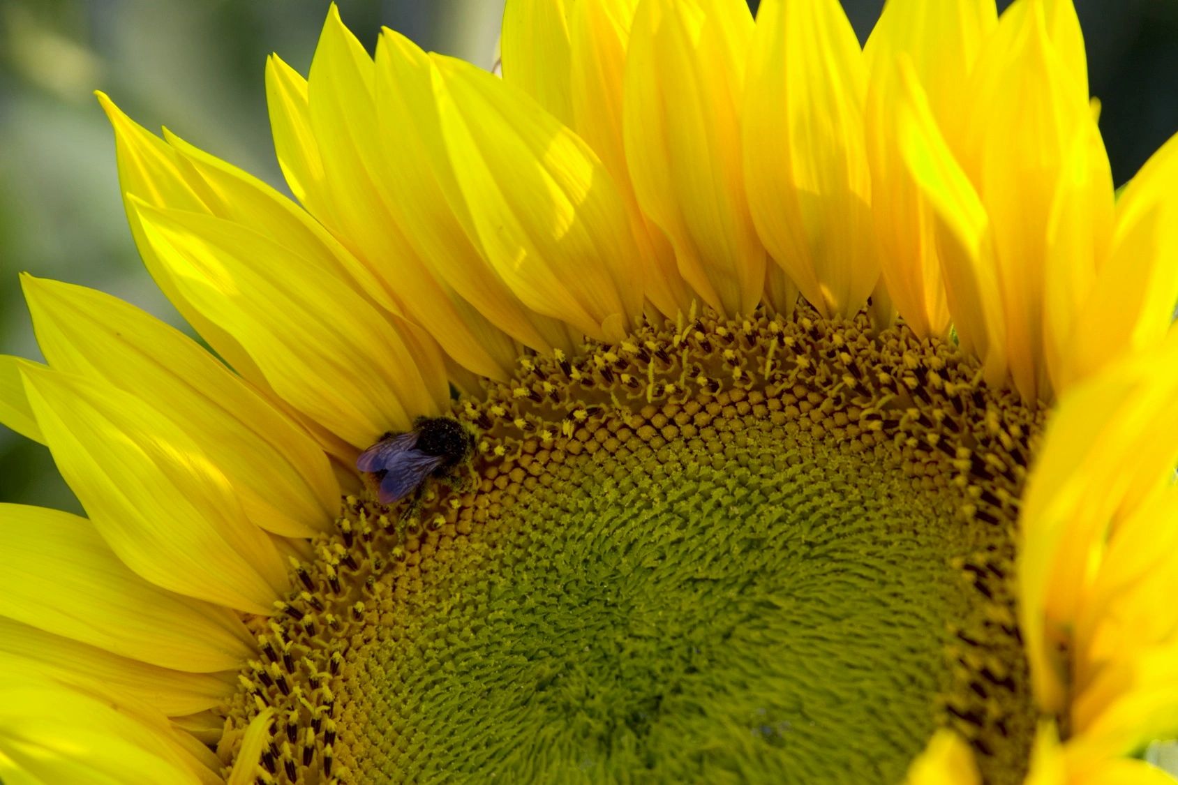 Guy Caplan - Five Element Acupuncture