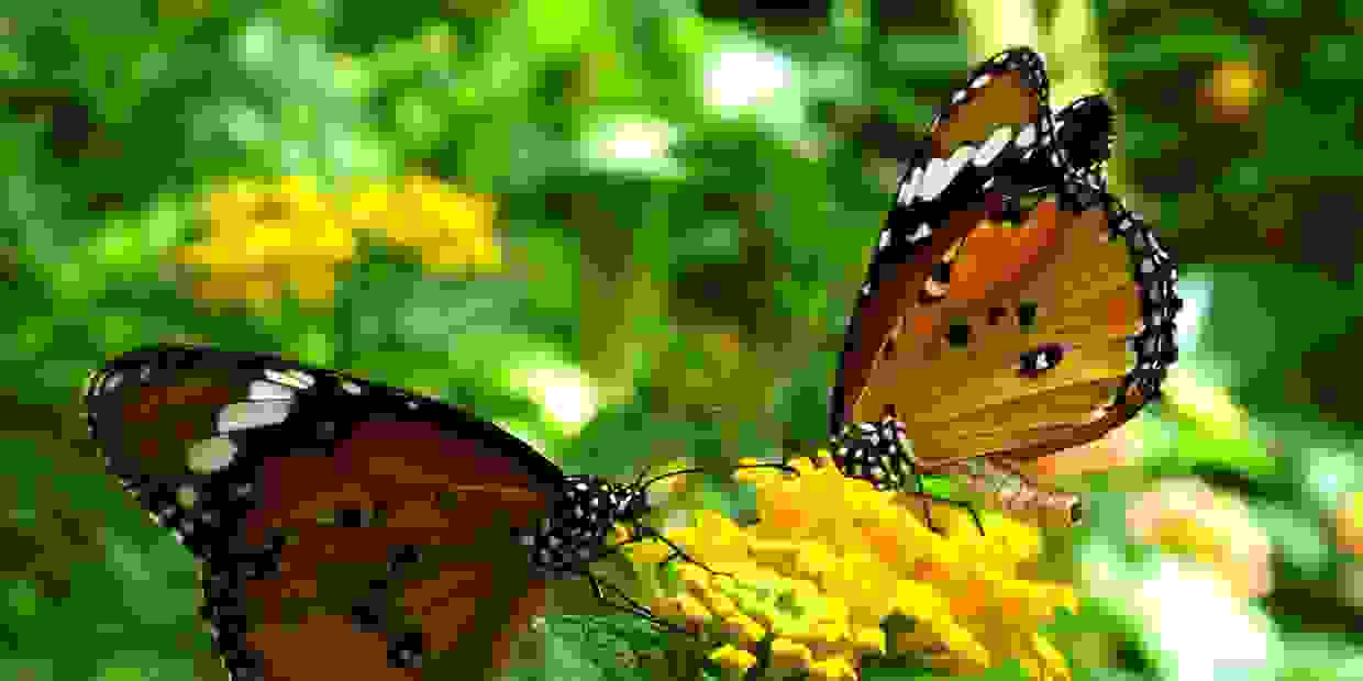 HOME | AMAZING & BEAUTIFUL BUTTERFLIES