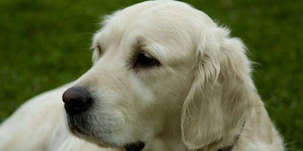 Thurston County Humane Society, Inc.