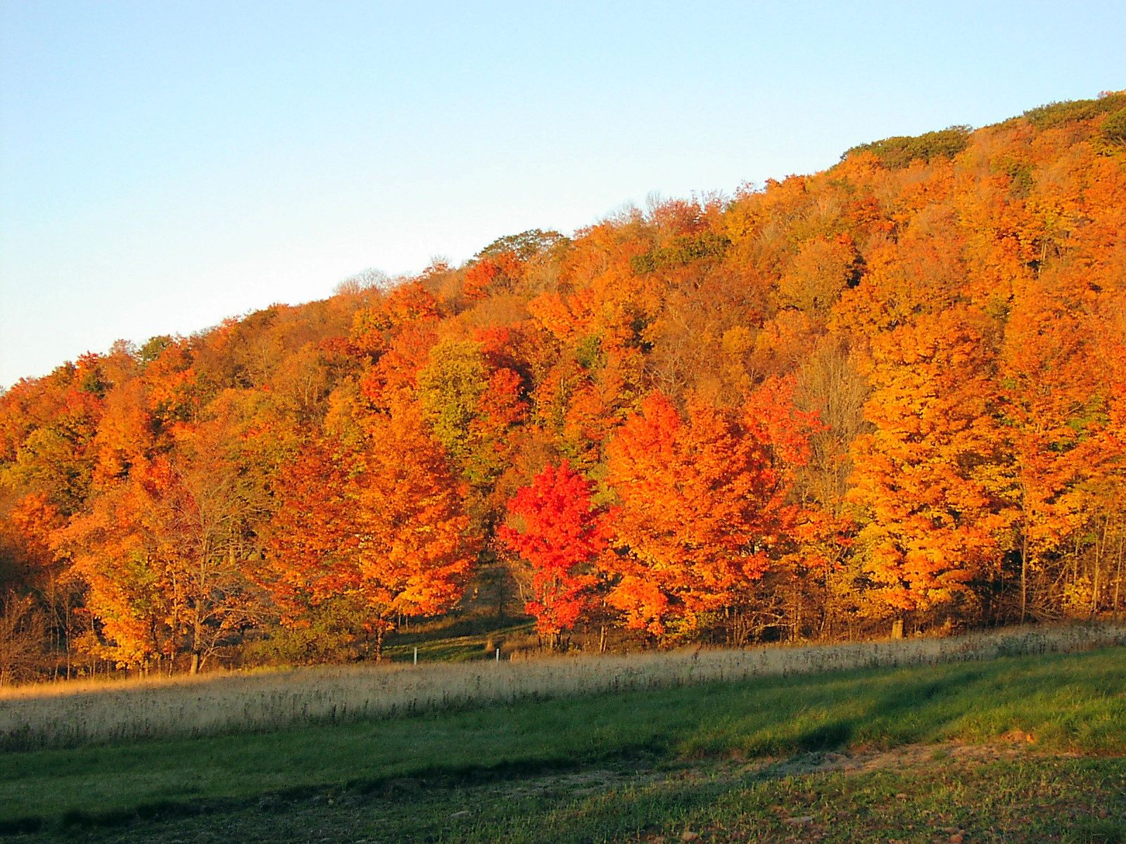 Northern Roots Medical Group