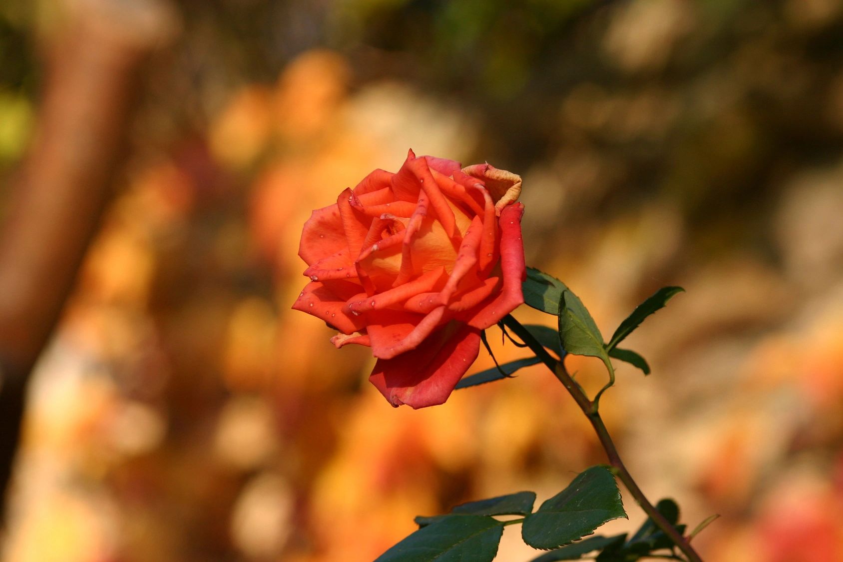 Rose Classification 3148