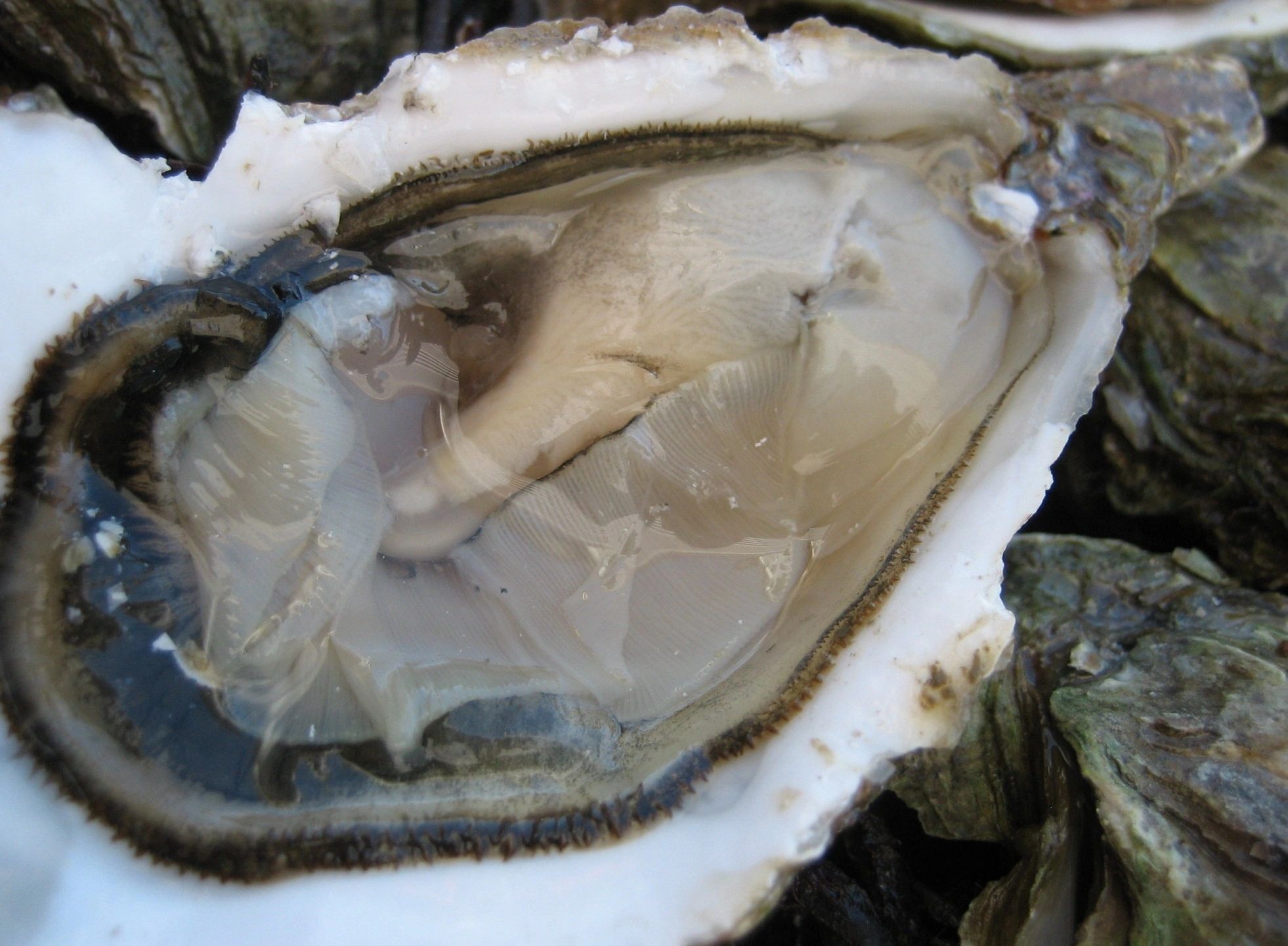 Oysters: A natural filtration system