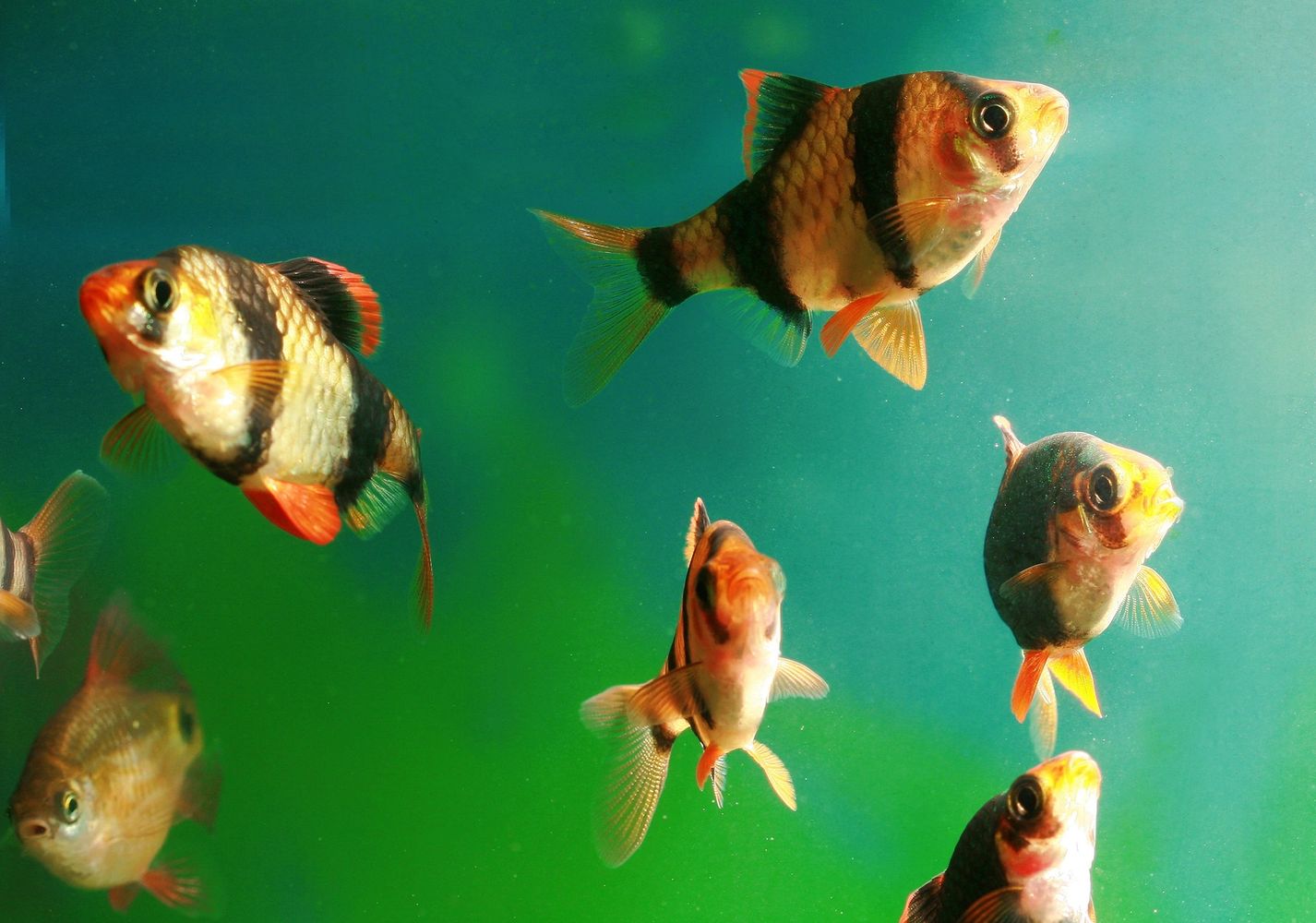 Multiblog - Aquarium Fish Fry Live Food Banana Worms Koi Food Pellets ...