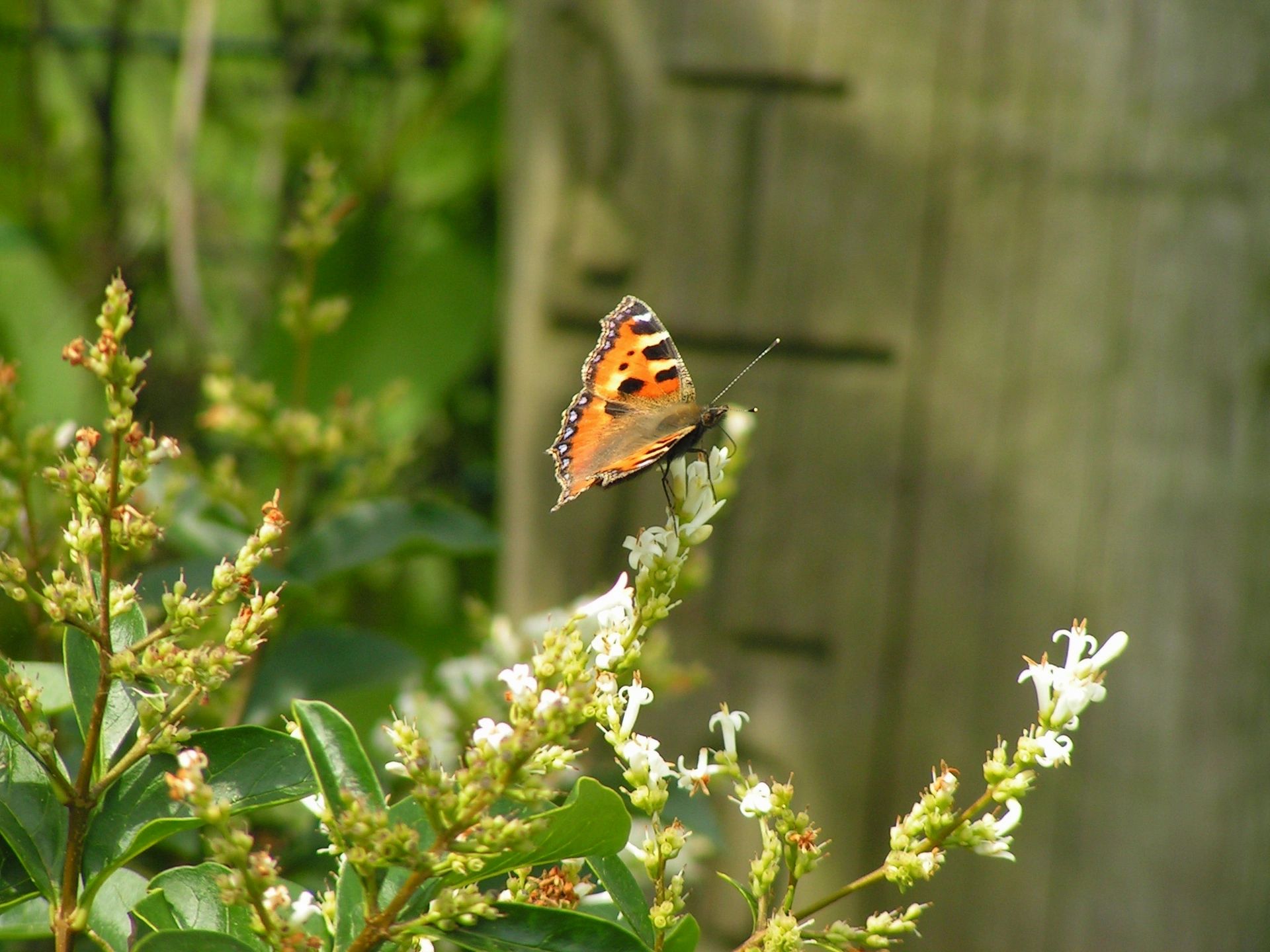 Enhance Your Garden with the Best Native Plants for Coastal BOP