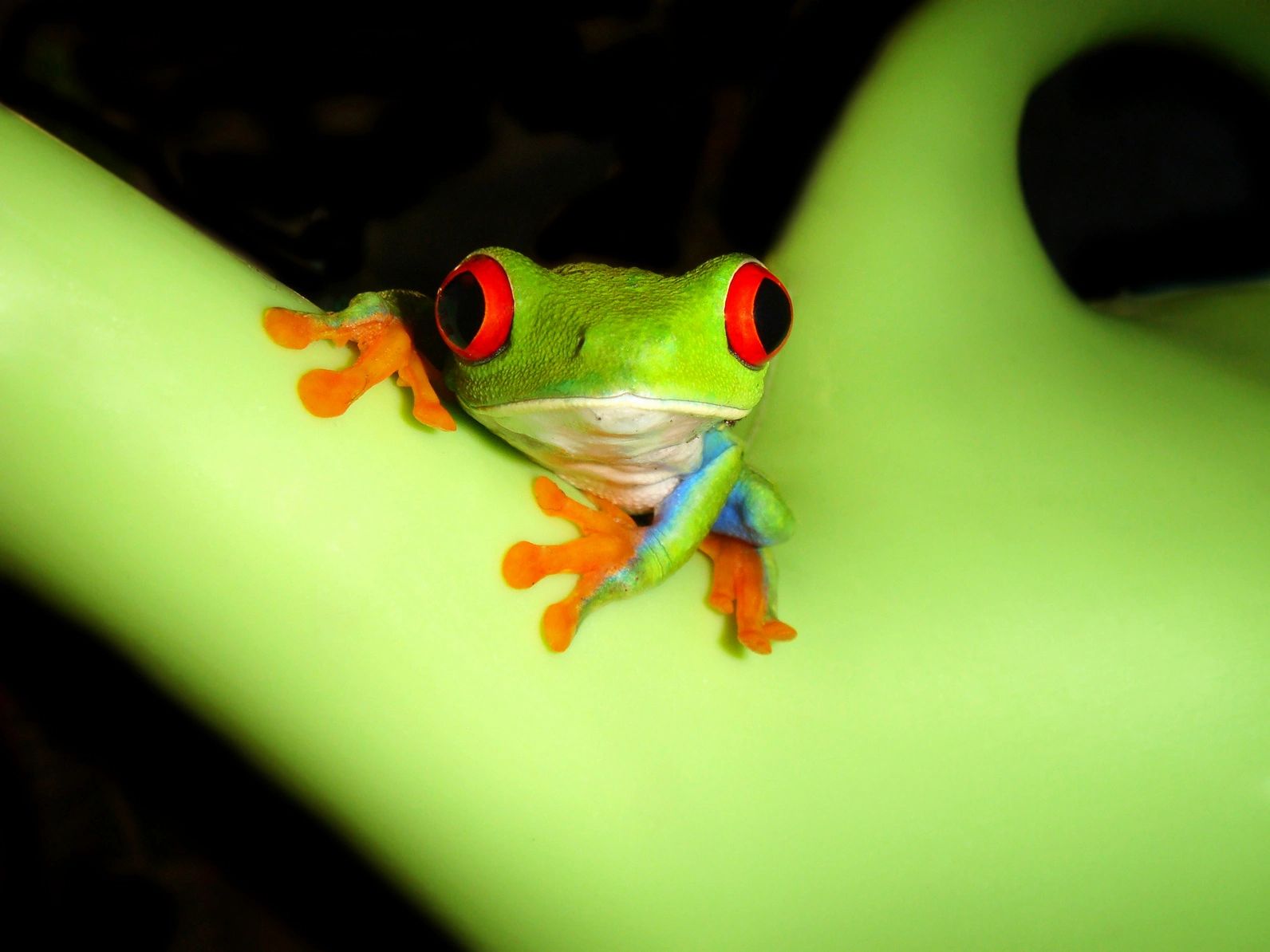 FlyCafe - Fruit Flies, Fruit Flys, Frog Food, Reptile Store, Pet Store ...