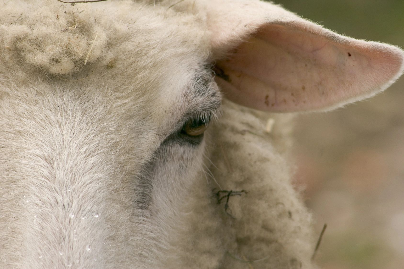 Jackmar Ultra White and Australian White Sheep Stud