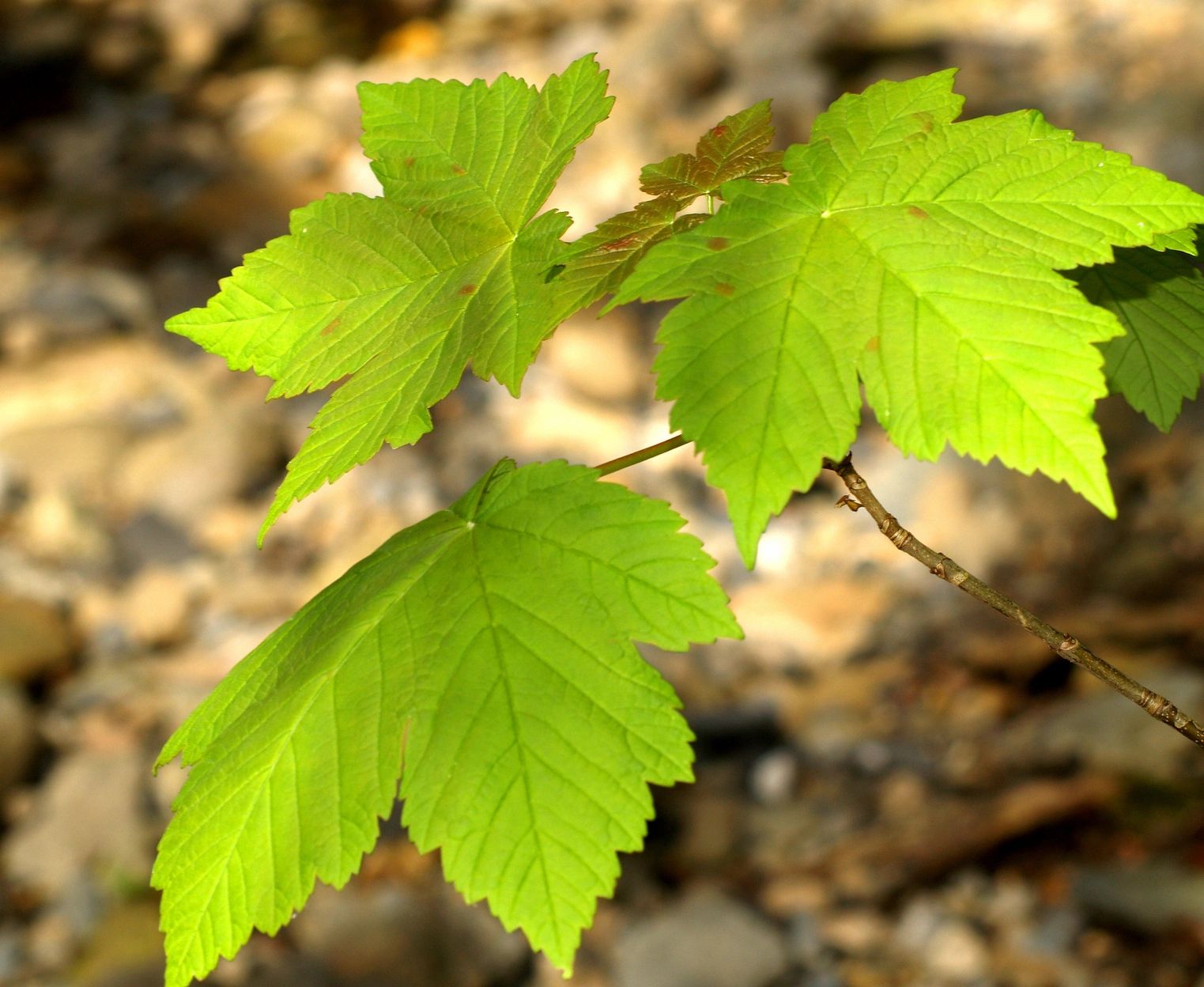 Chris Cannida - Counseling in Owasso - Tulsa, Oklahoma