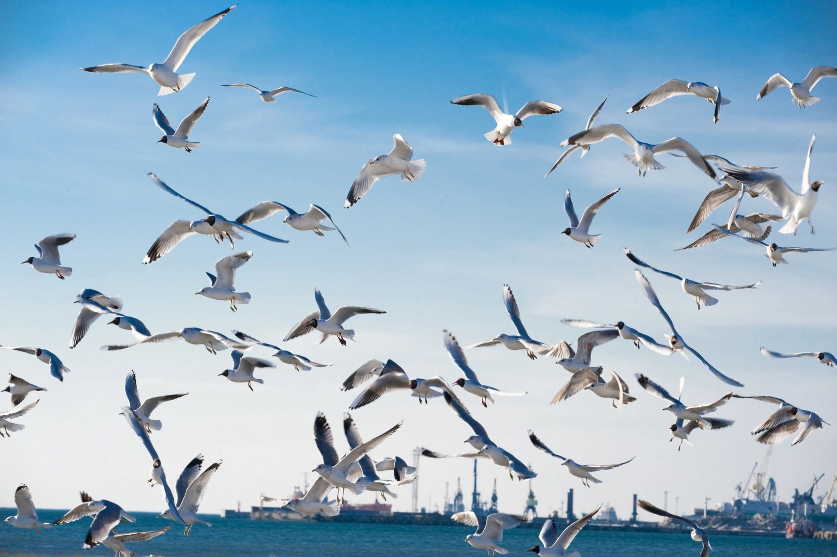 Effective Bird Management Solutions