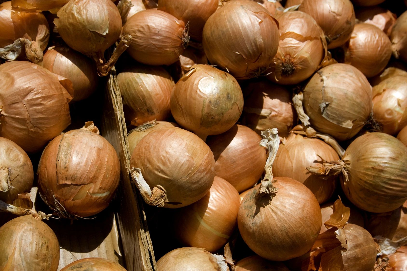 Burger Chief's Onion University