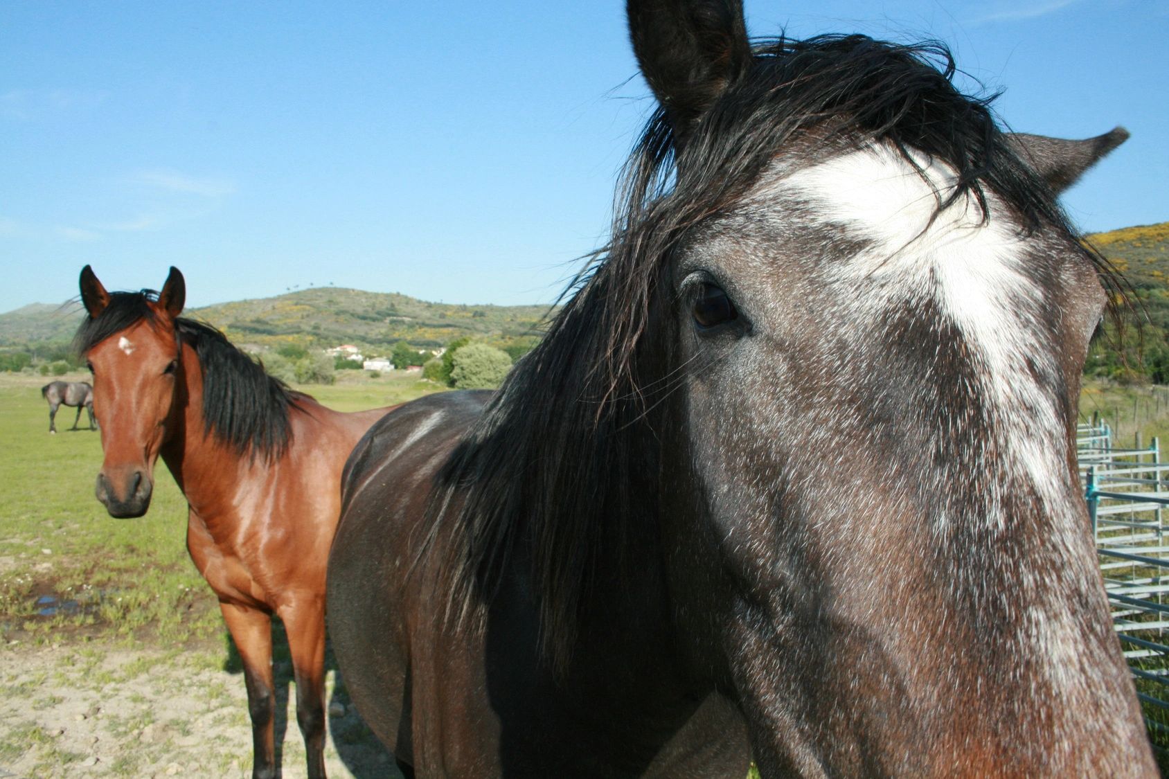 Bluegrass Quarter Horses