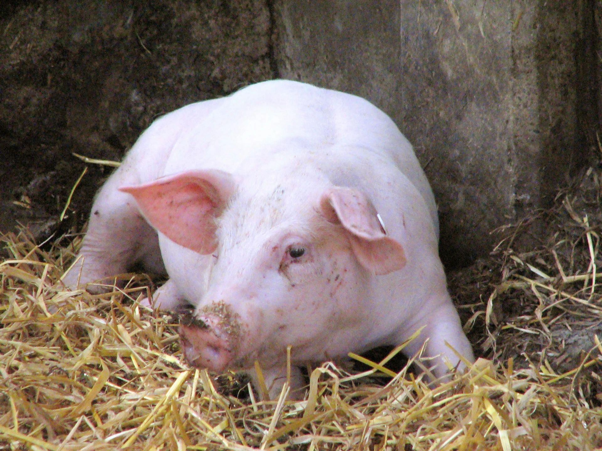 Landrace Pigs: A Comprehensive Guide for Nigerian Pig Farmers