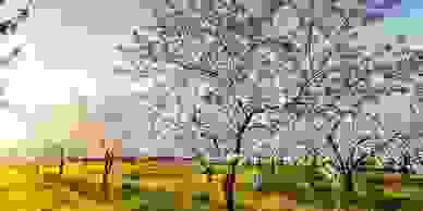 Plants - Mebane Shrubbery | Mebane Shrubbery