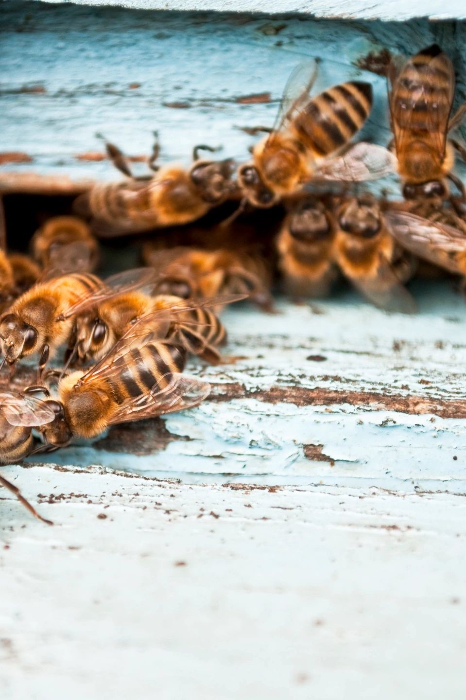 Heart of Virginia Bee Keepers