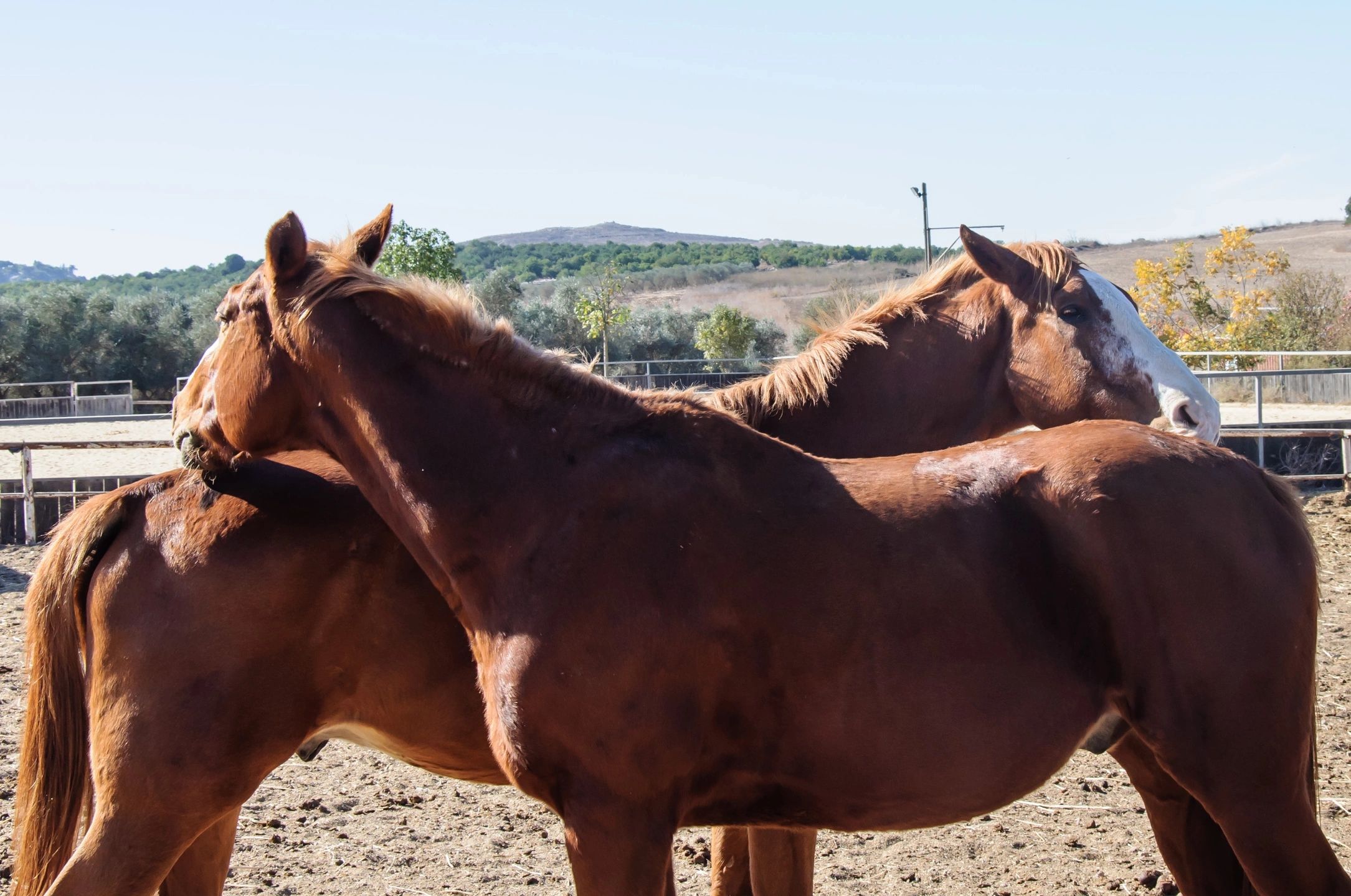Red Mountain Stables