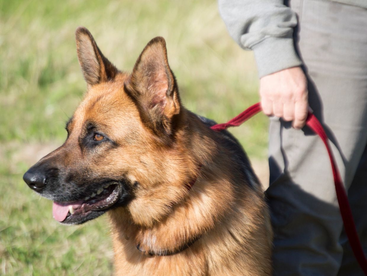 About | Rover Roving DOG training