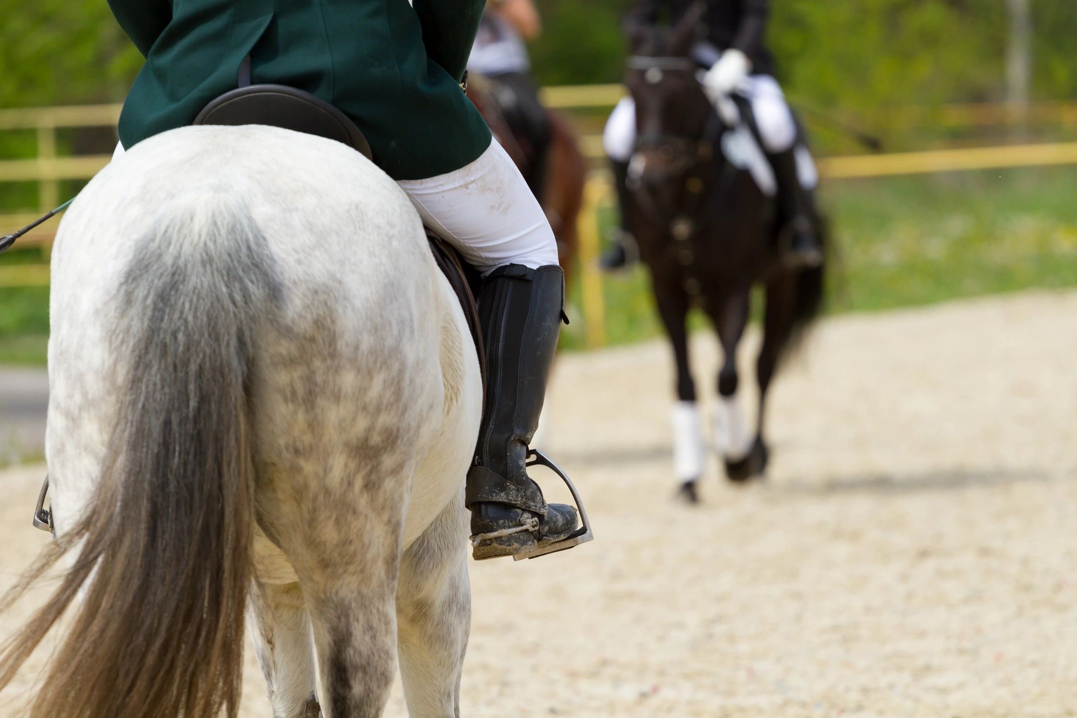 Premier English Riding Stable