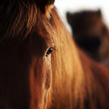 John Saint Ryan Horsemanship Clinician - John Saint Ryan