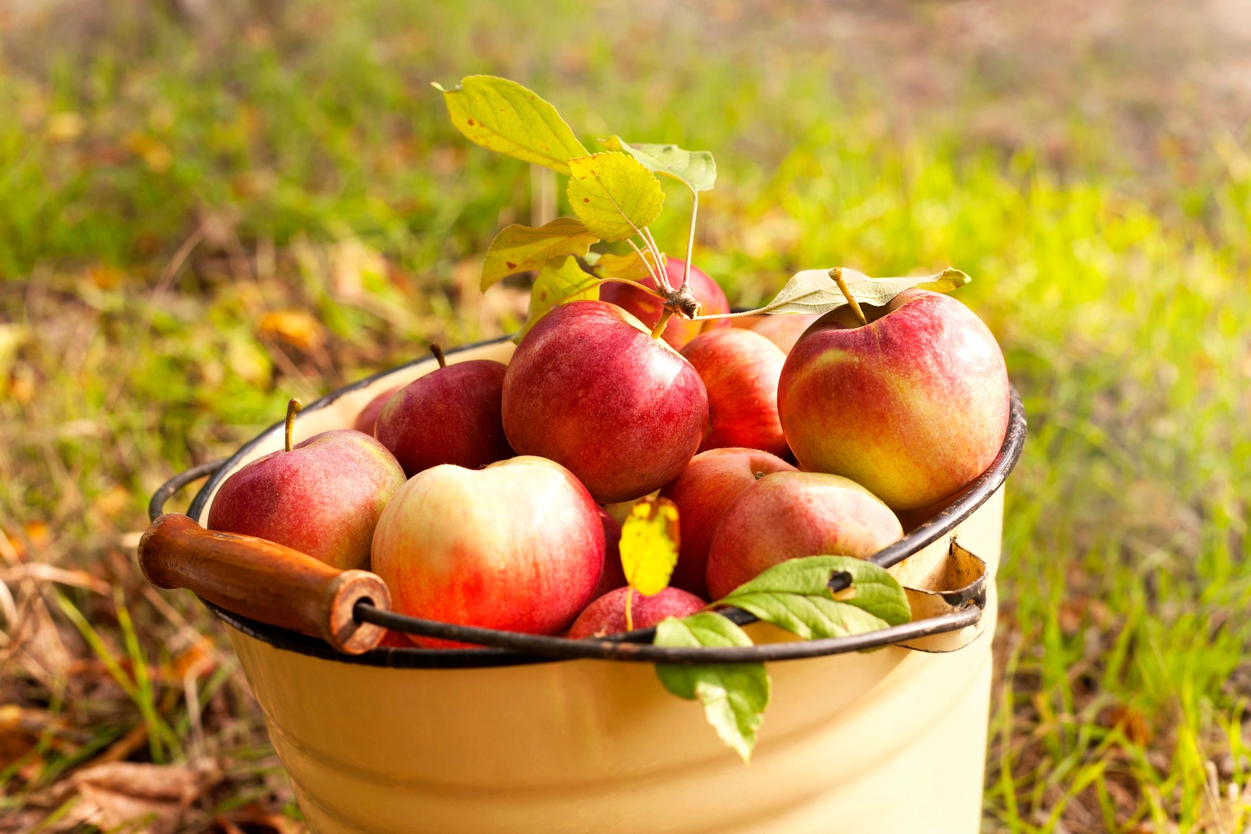Thornton River Orchard & Market LLC