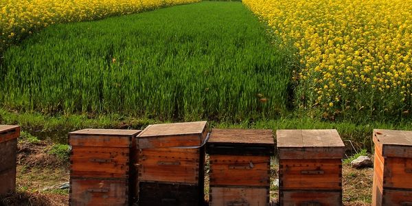 ALOHA HONEY FARM CORP.