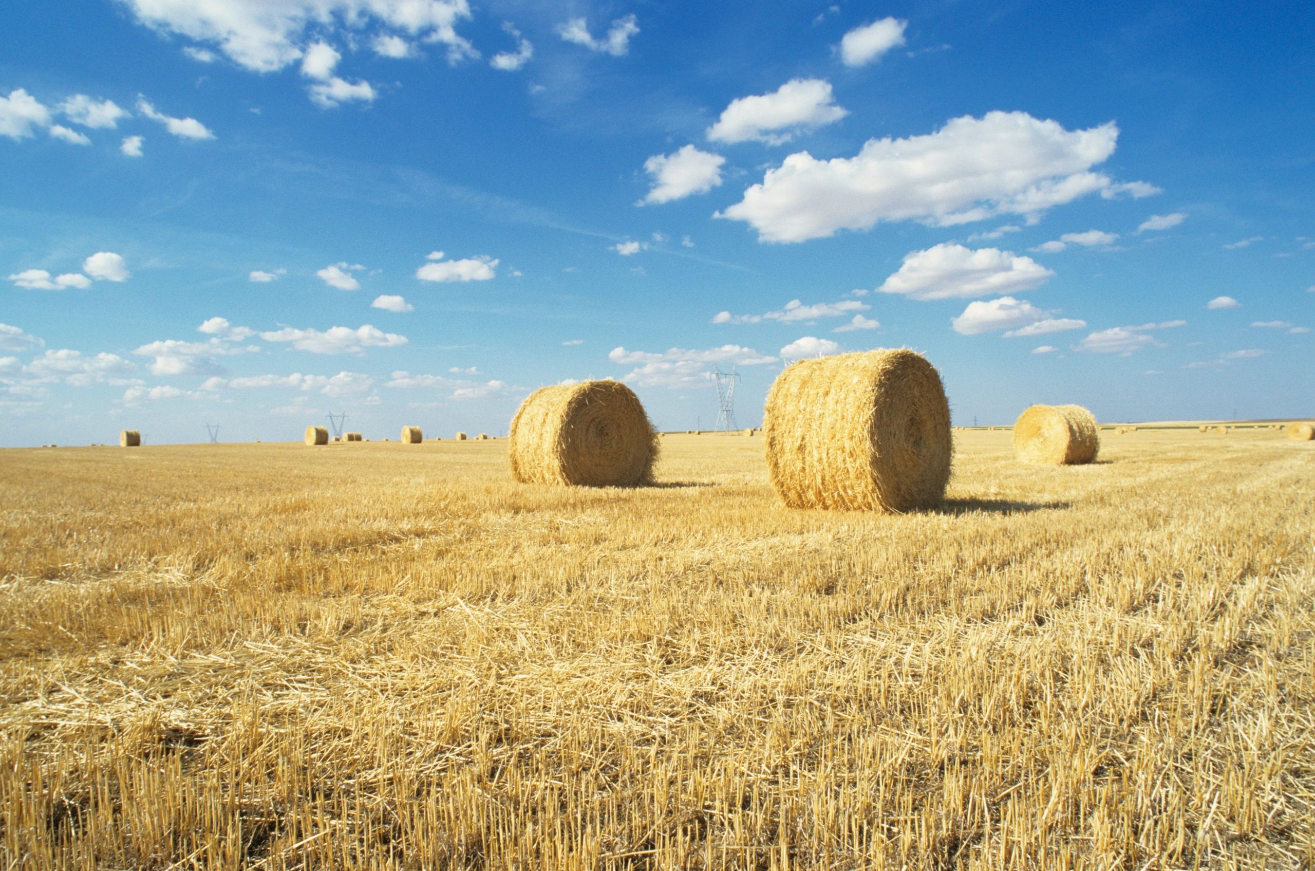 Hay Bales Canada - Hay Bales, Straw Bales, Hay Bales, Mini Hay Bales