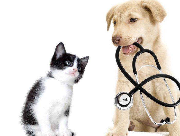 Vets - Dryfe Vets Ltd - , Scotland