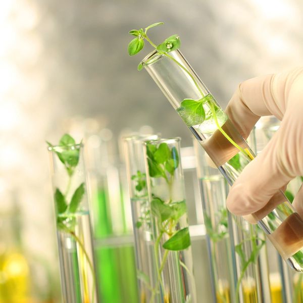 CellPlus - Healthy 100