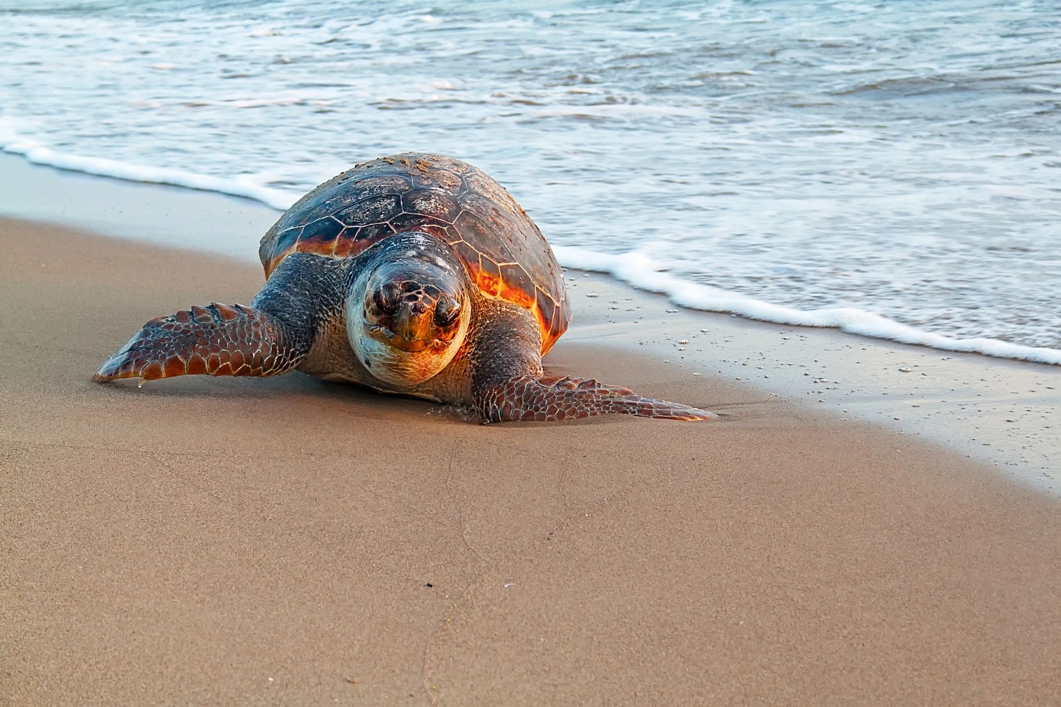 Endangered Species Research