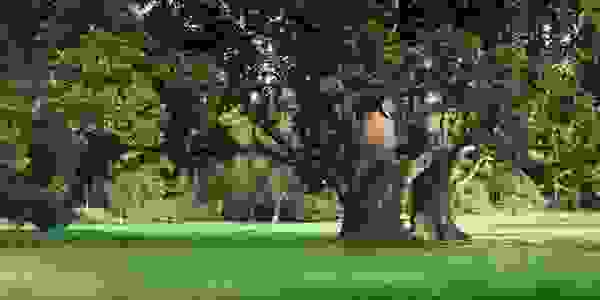 Primo Tree Experts, LLC - Tree Service, Tree Removal/Trimming