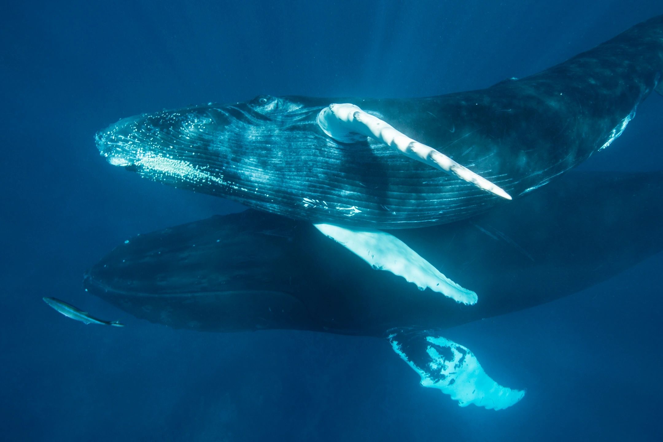Marine Mammal Advisory Group