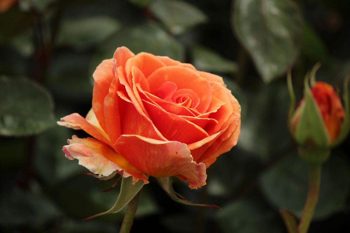 Gift Roses