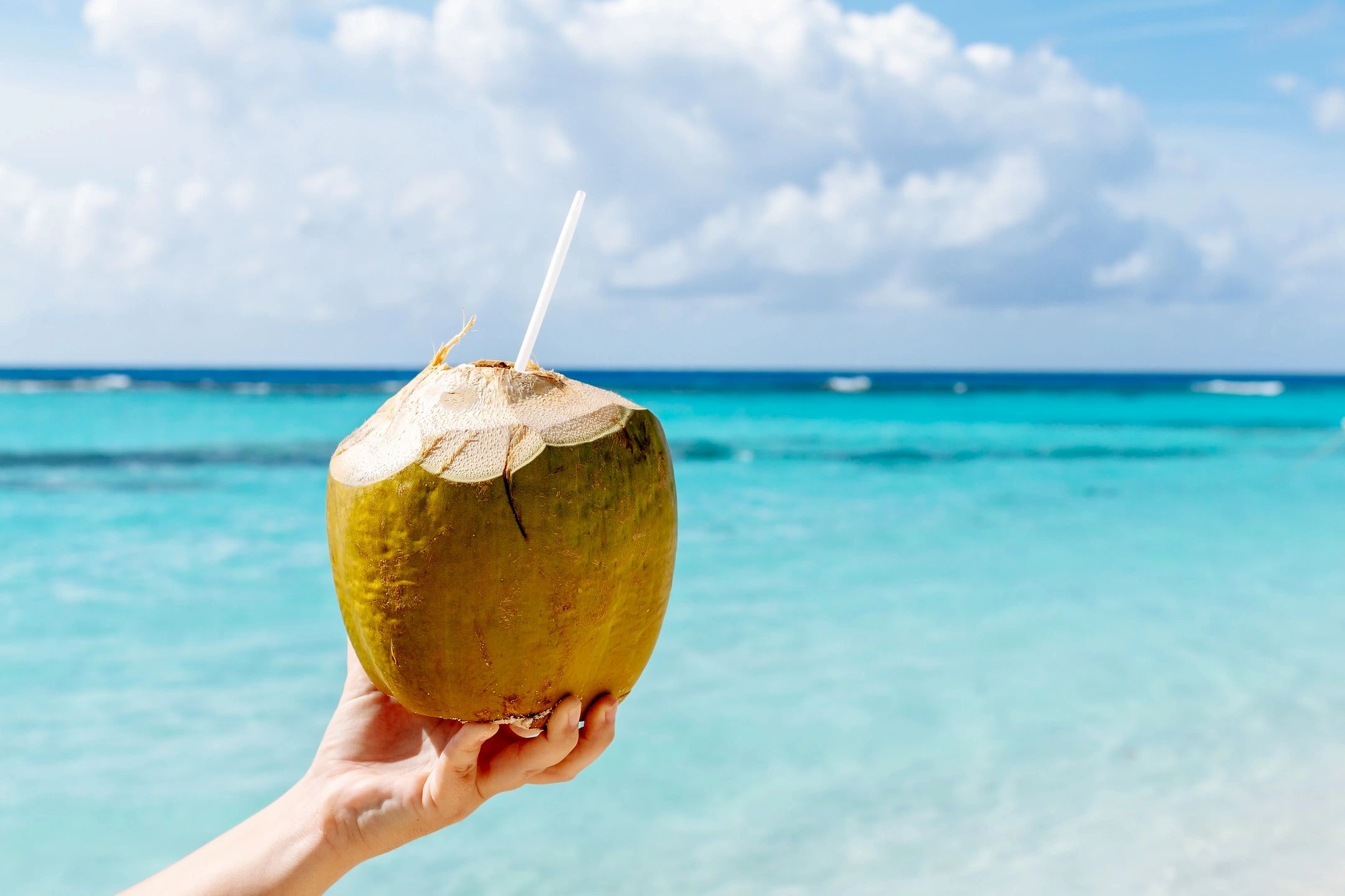 Coco Beach Puerto Rico - Animal Rescue, Sightseeing Tours, Second ...