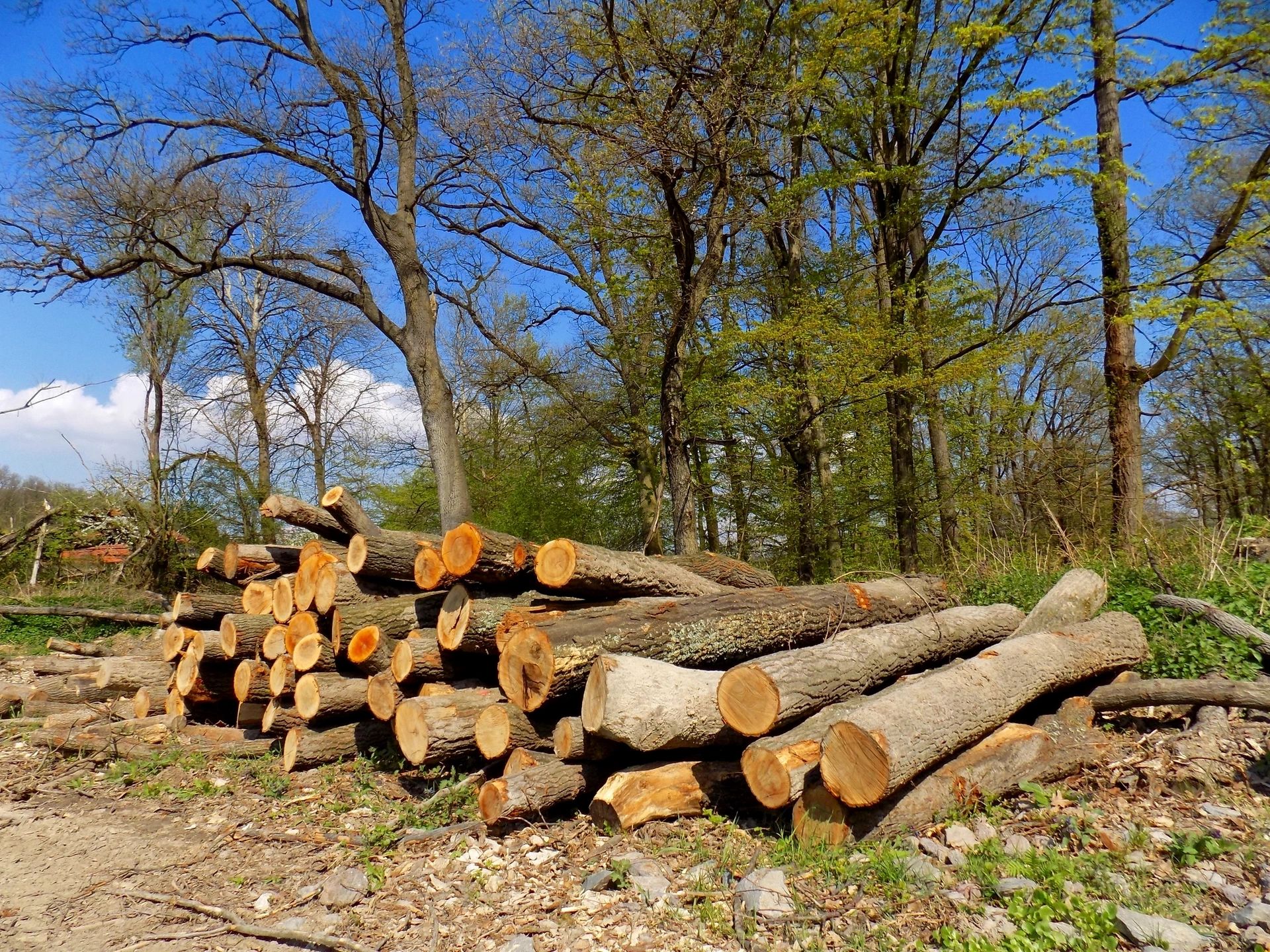 Wilson Forest Management, LLC