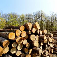 Reaves Timber of Virginia, Inc.