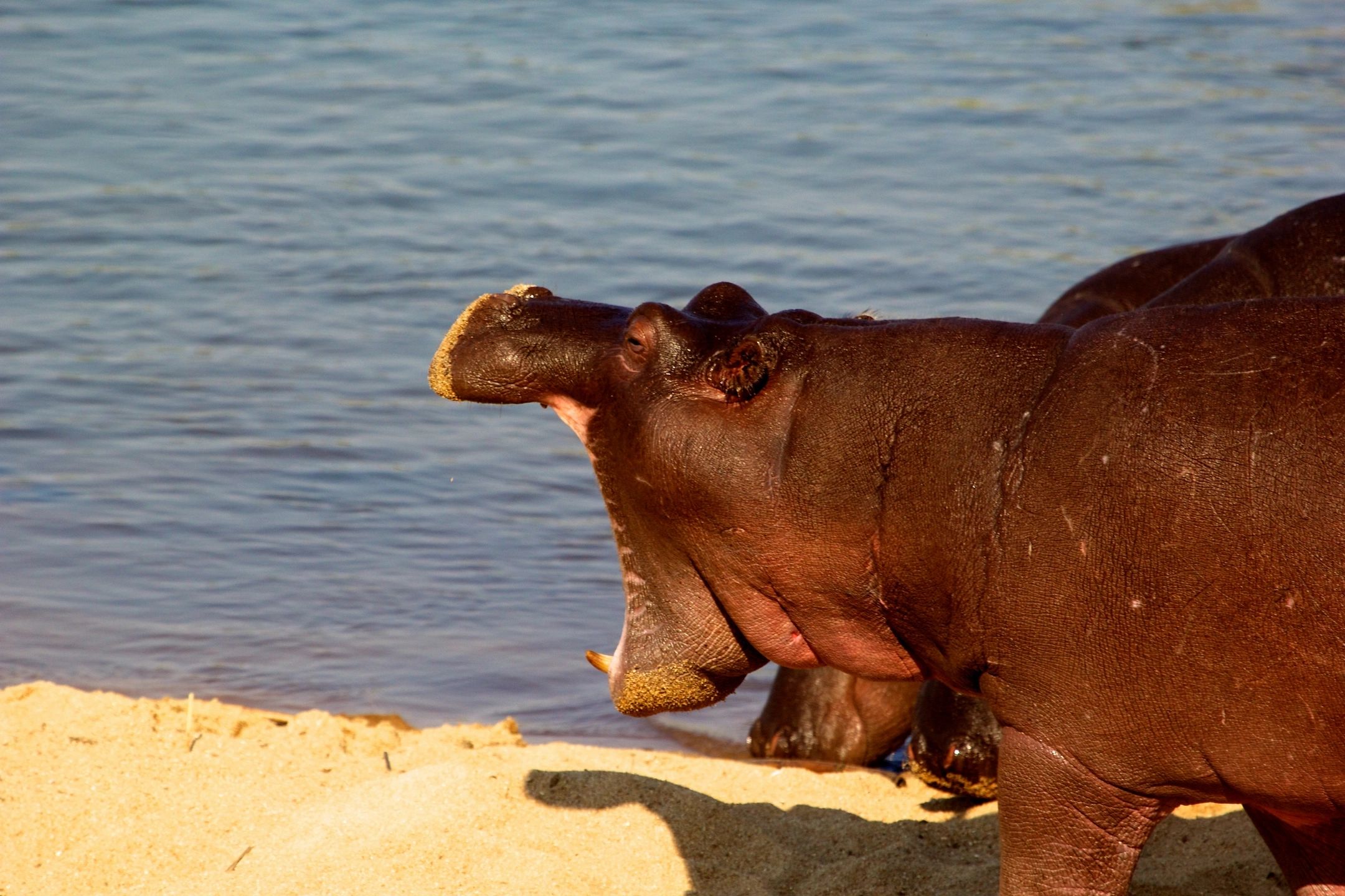 World Hippo Day