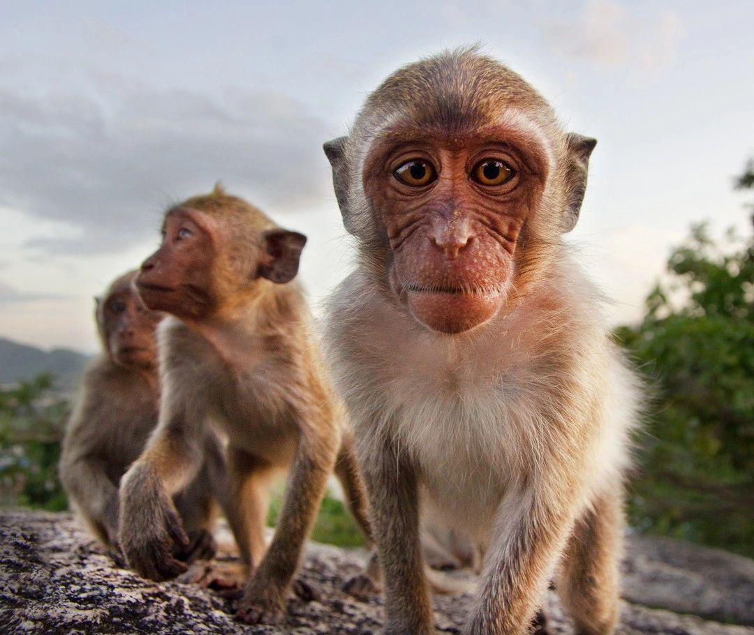 Chapman Zoo Consultancy