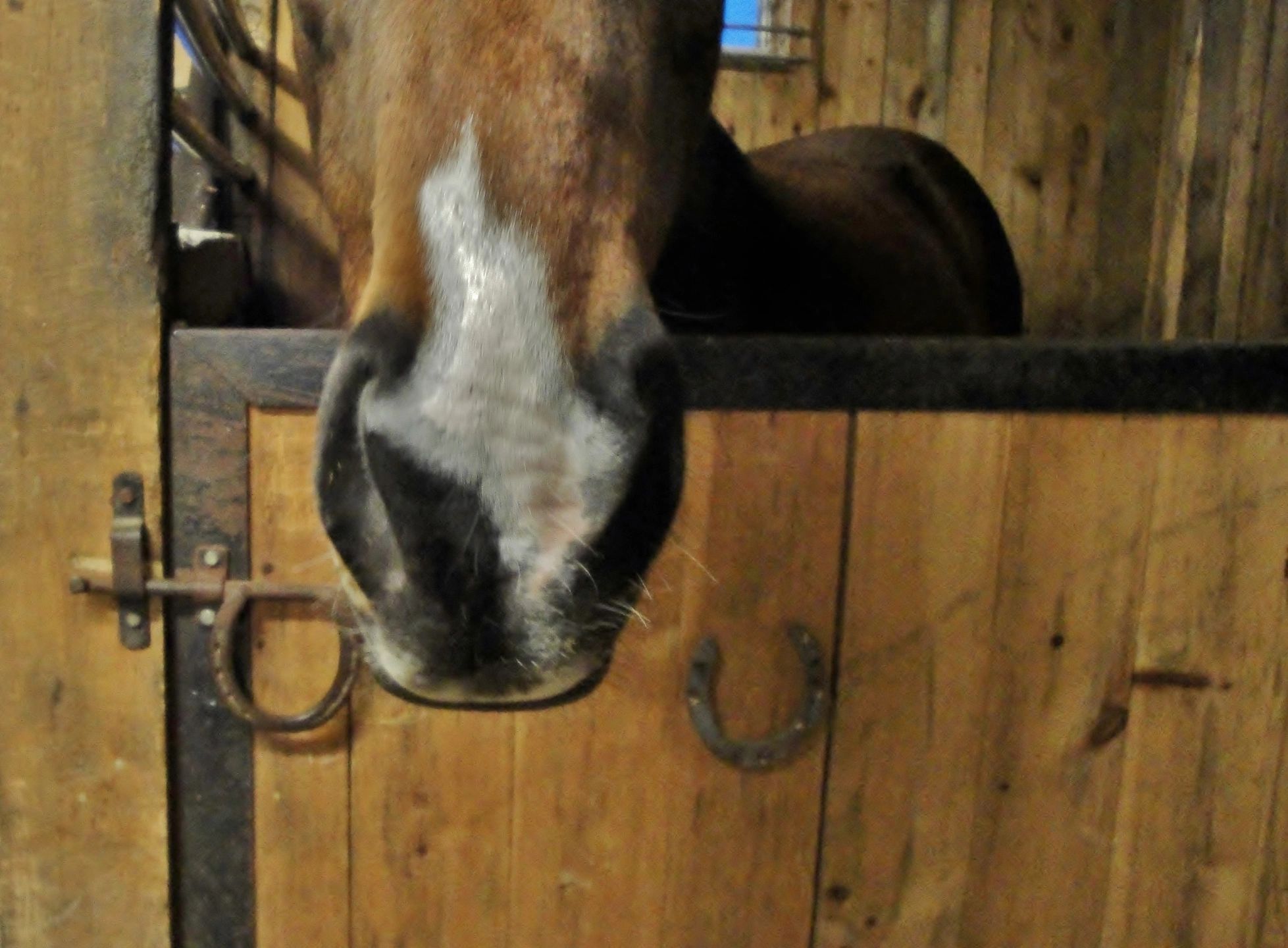 Horse Boarding - Triple D Ranch
