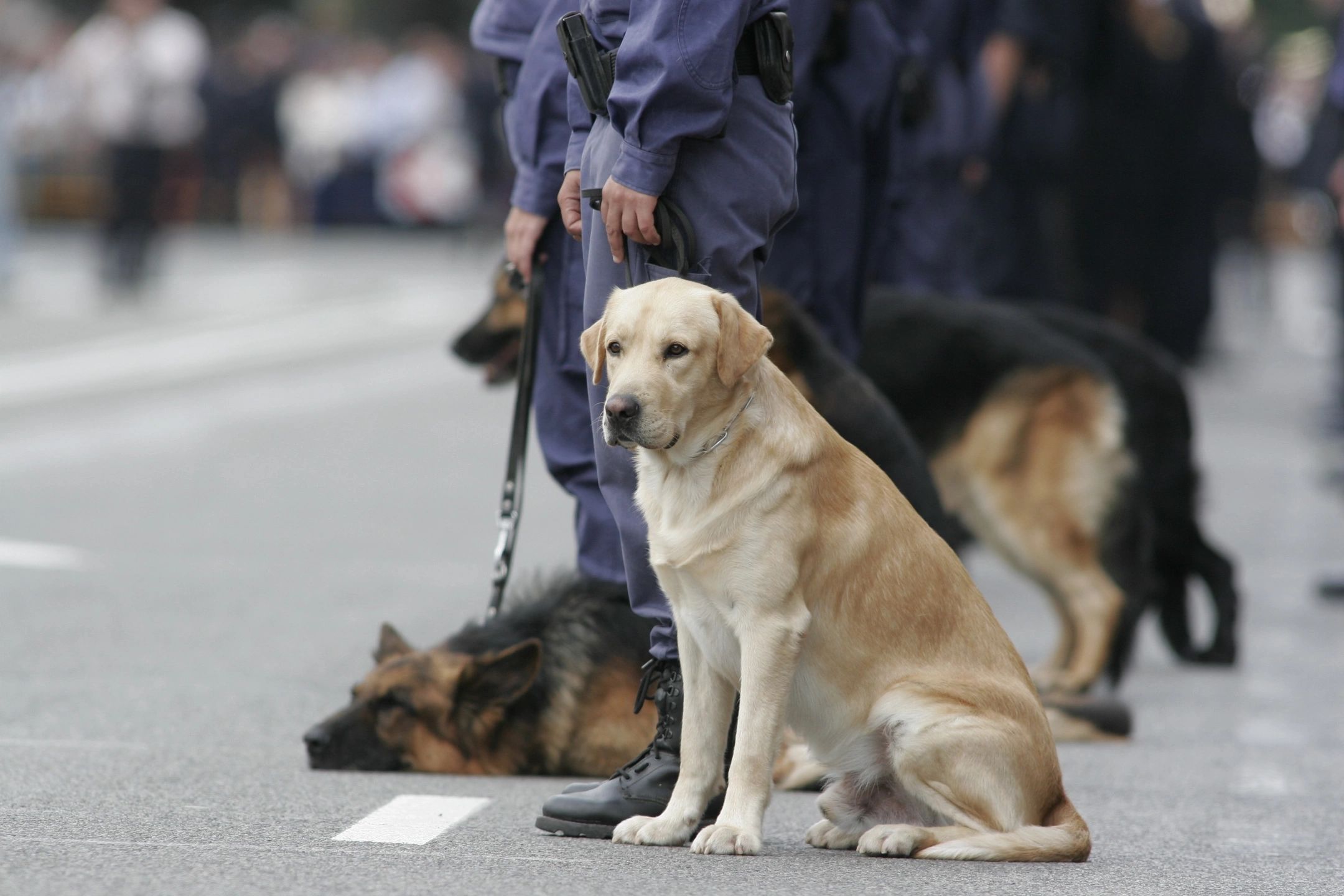 What if I have Travel with a Service Animal?