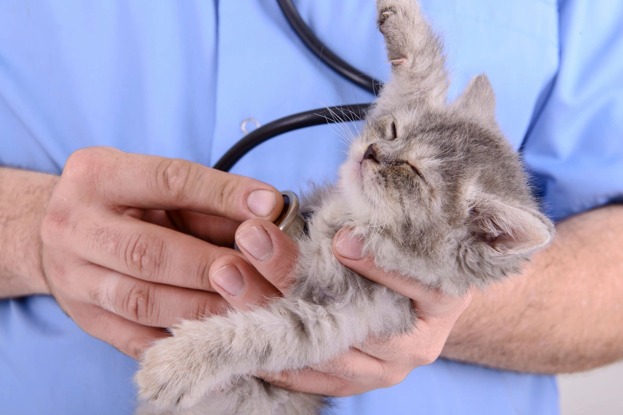 orphaned-kittens