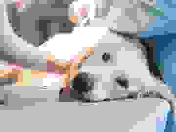 Prices | Fairmont pet hospital