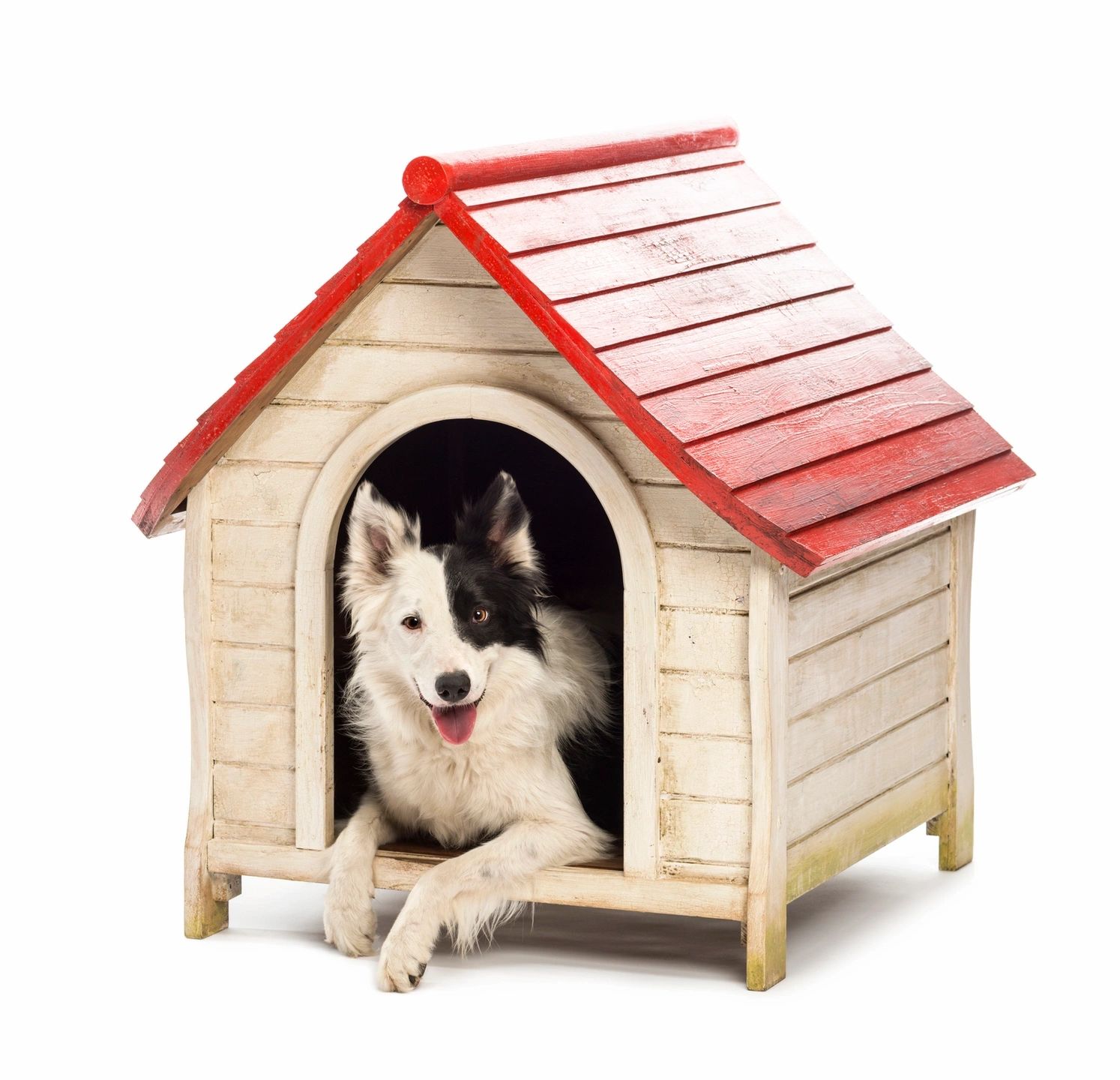 How to Crate Train Your Dog in 9 Easy Steps