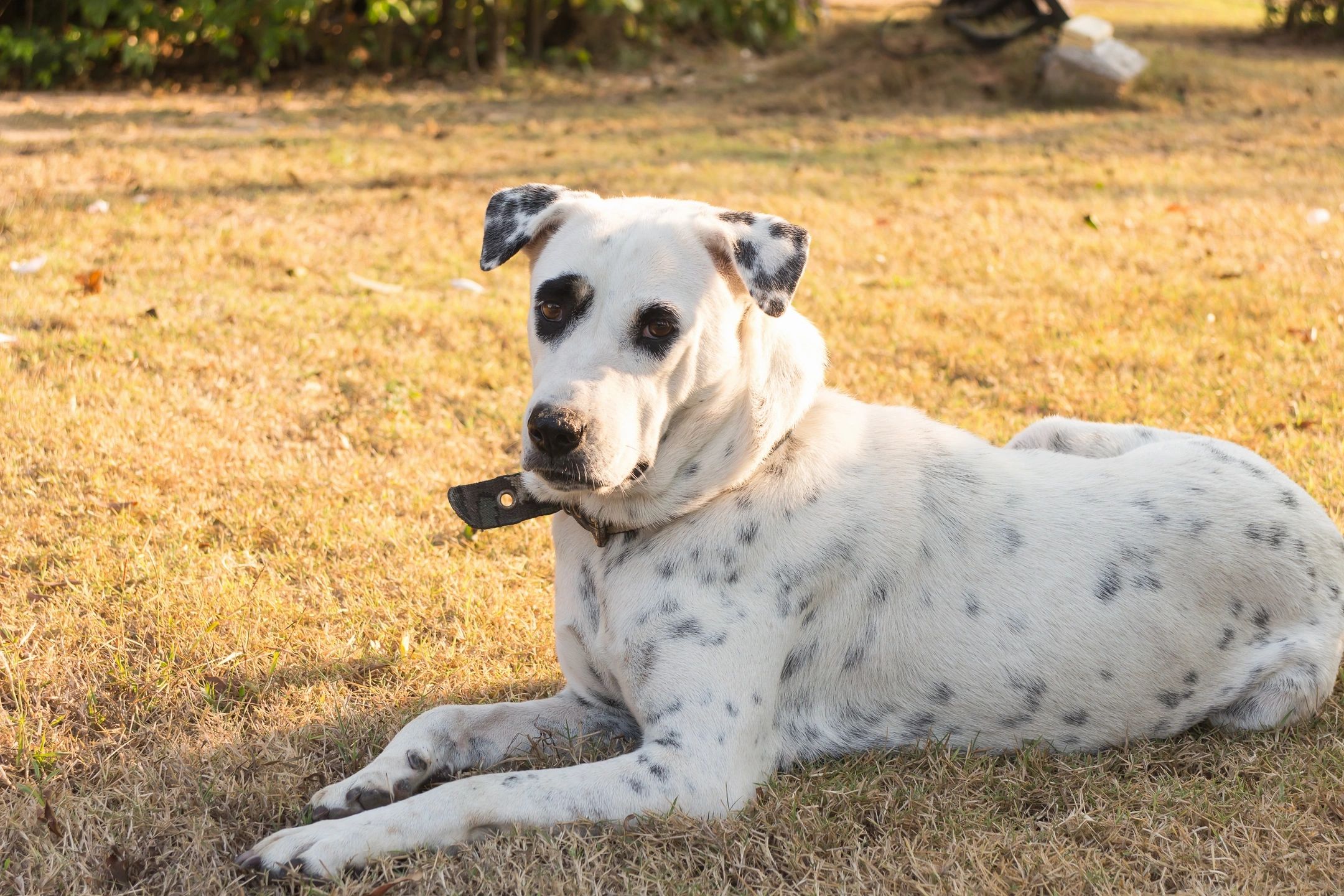 Northeast Ohio SPCA - Animal Shelter - Cleveland, Ohio