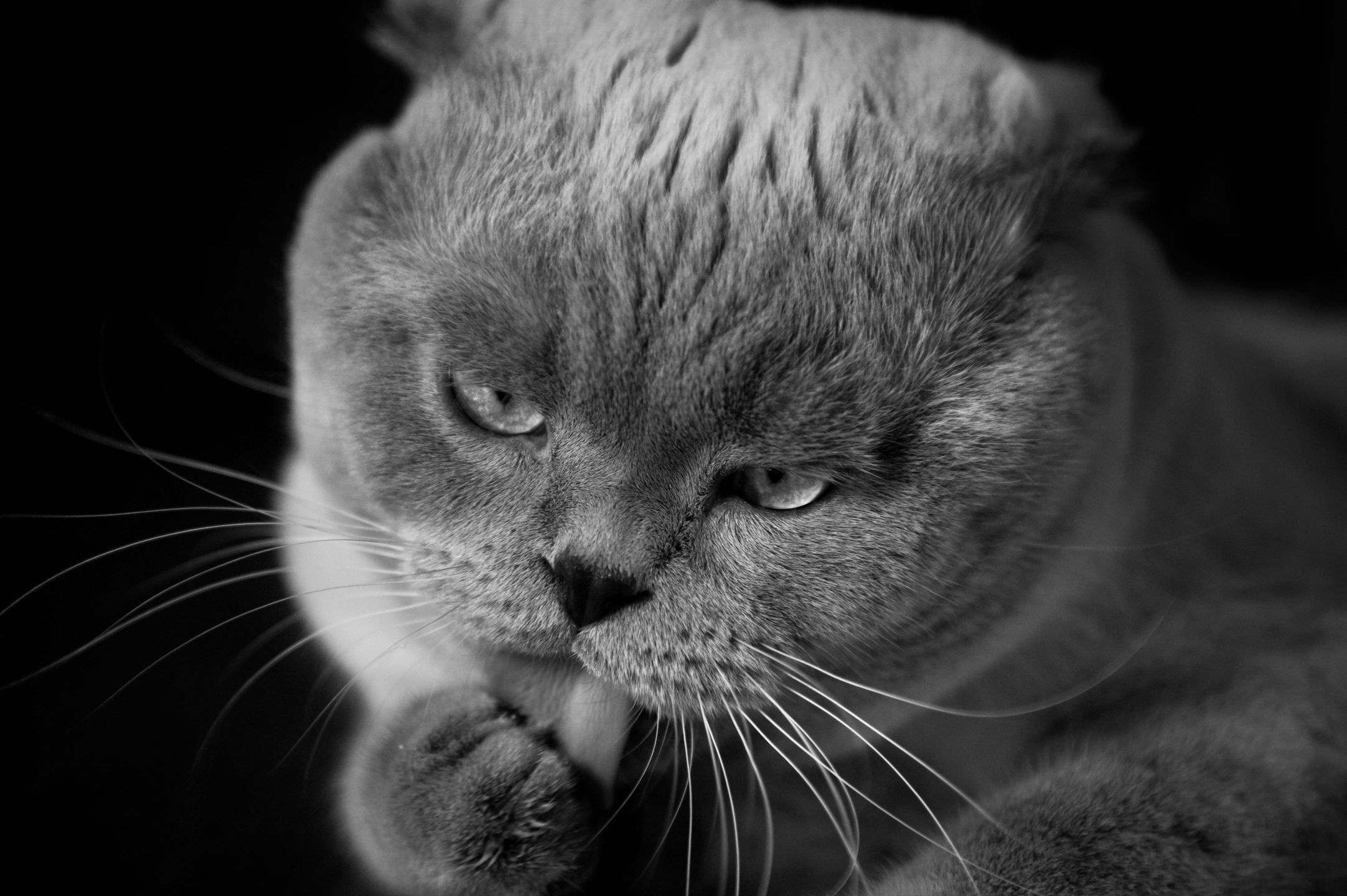 Cat Grooming - Pet Paradiso Cat Salon Peterborough