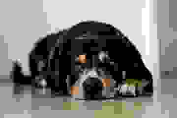 Pet Boarding and Daycare - Party Paws Playhouse